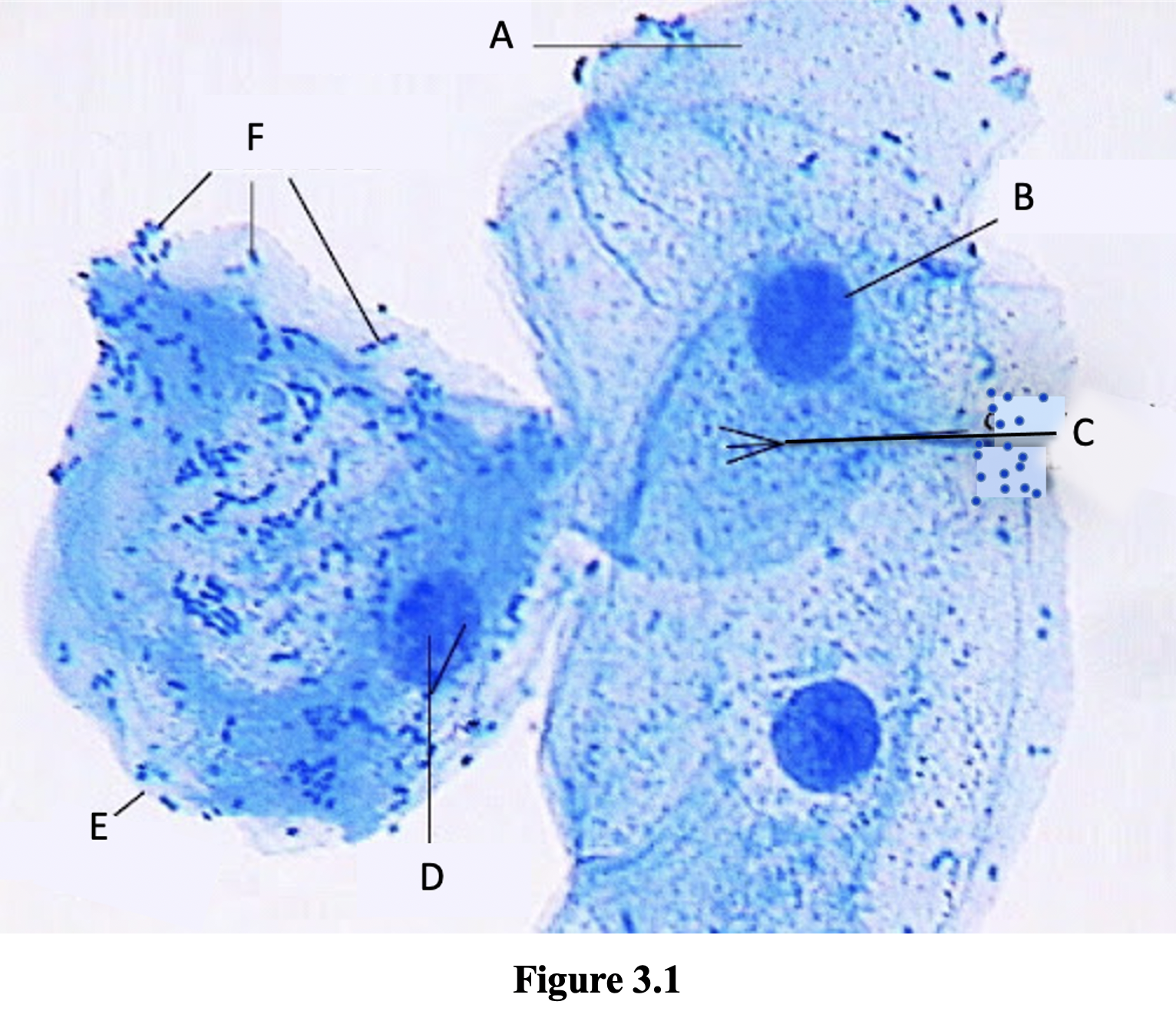 Epithelial Cells Under Microscope 9951